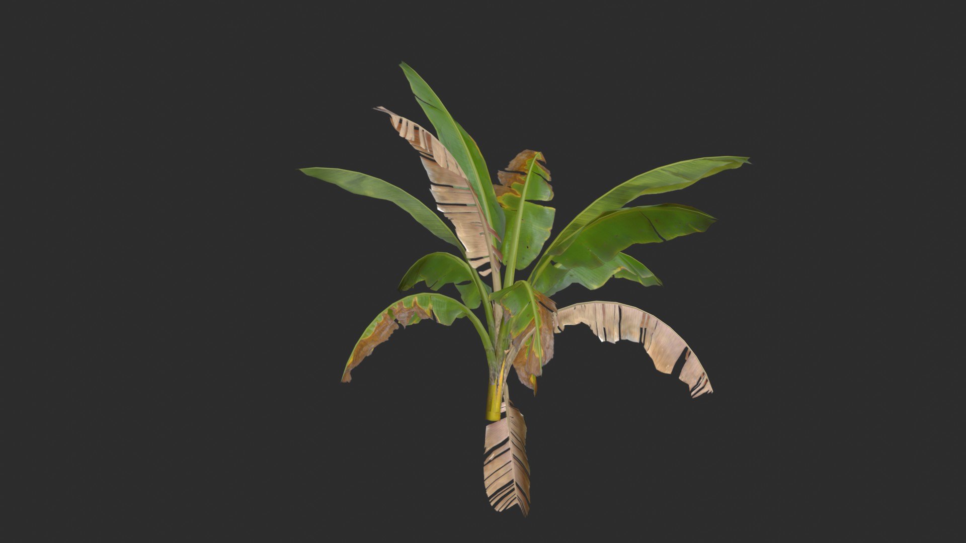 Assets Banana Trees Model - TurboSquid 1652115