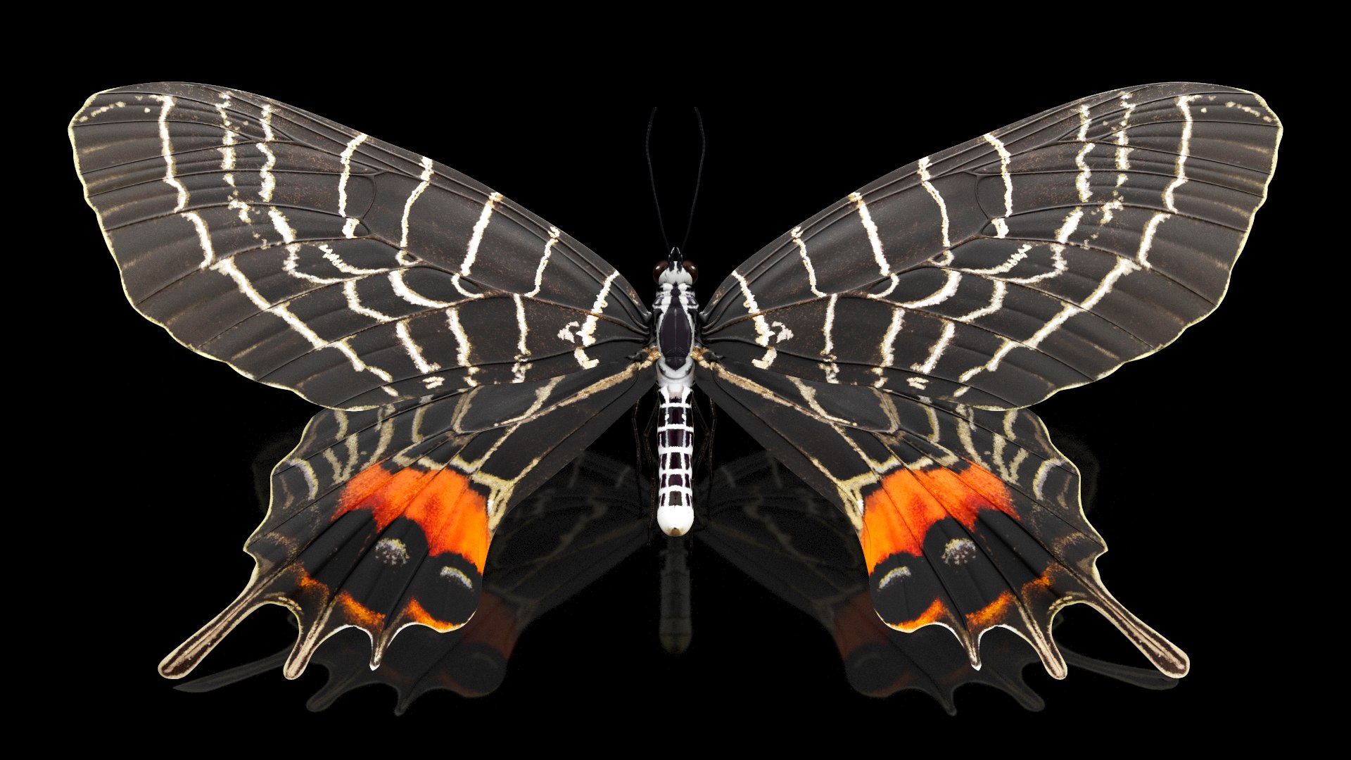 3D Animated Flight Bhutan Glory Butterfly Rigged For Maya Model ...