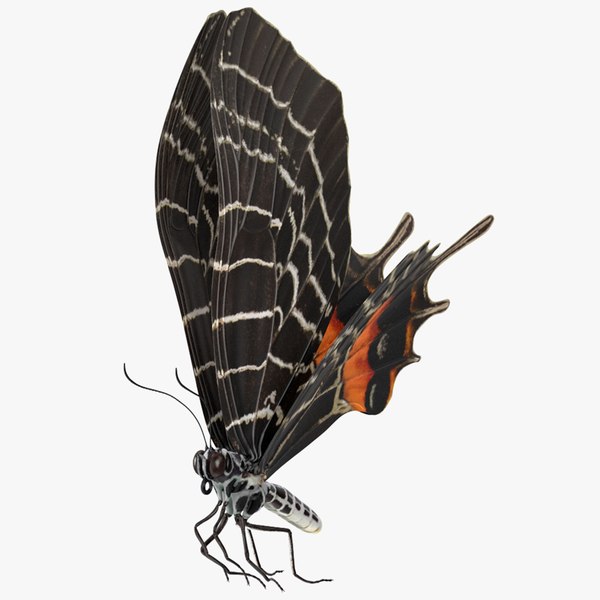 Animated Butterfly 3D Models for Download | TurboSquid