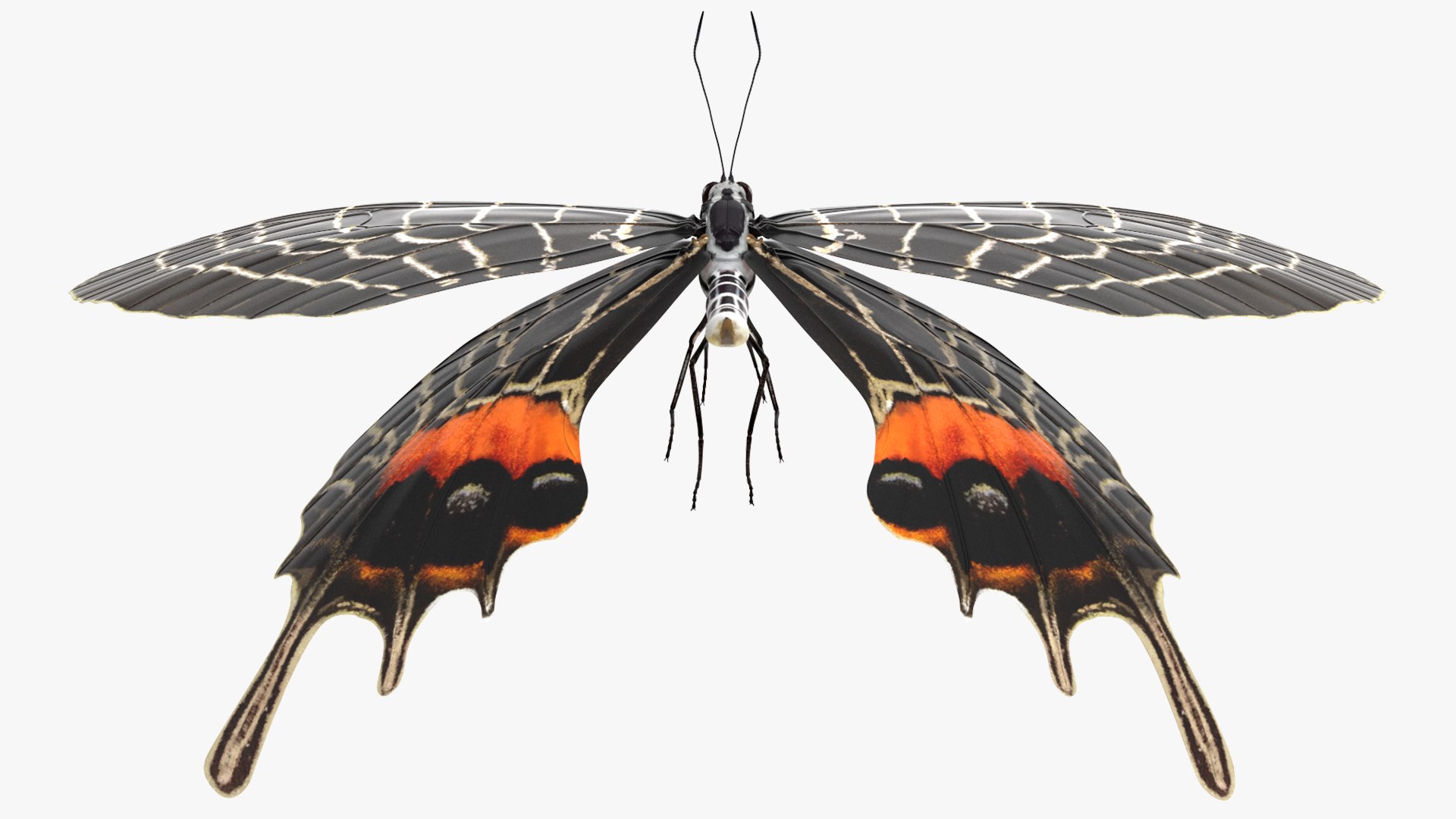 3D Animated Flight Bhutan Glory Butterfly Rigged for Maya model ...