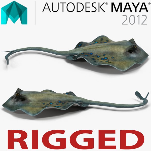Manta Ray 3D Models for Download | TurboSquid