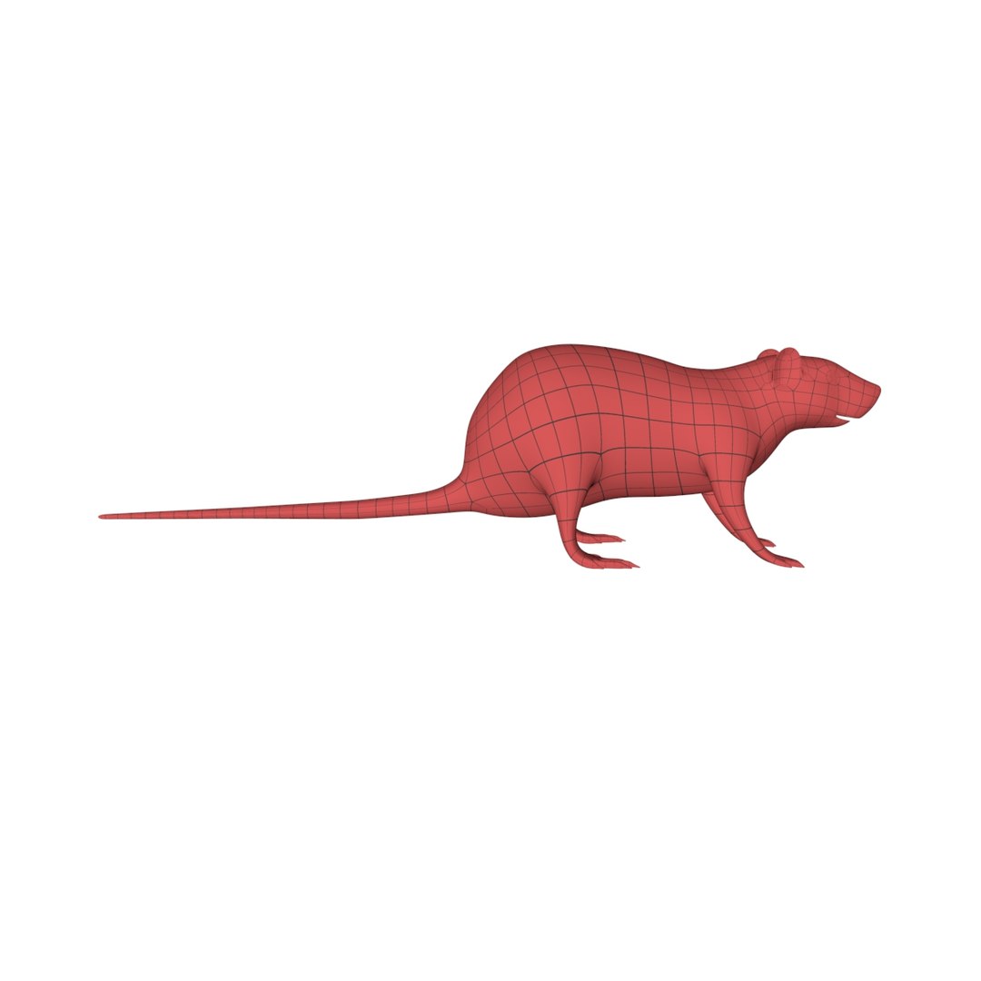 3d Model Of Base Mesh Rat Mouse