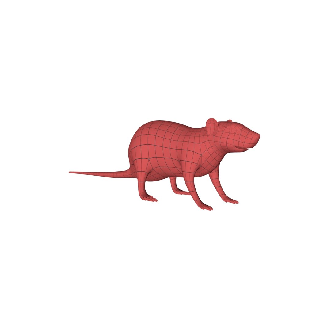 3d Model Of Base Mesh Rat Mouse