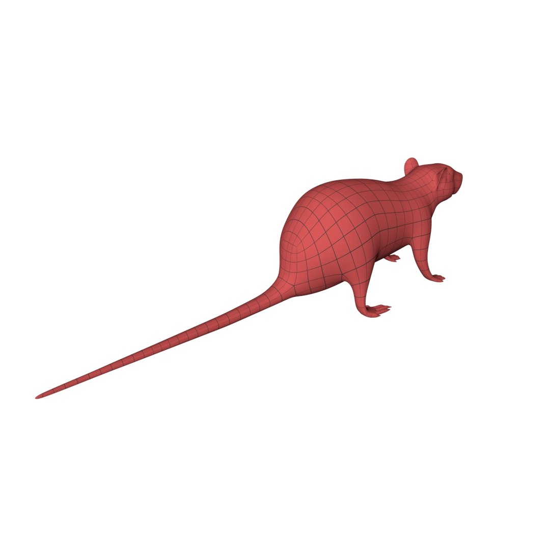3d Model Of Base Mesh Rat Mouse