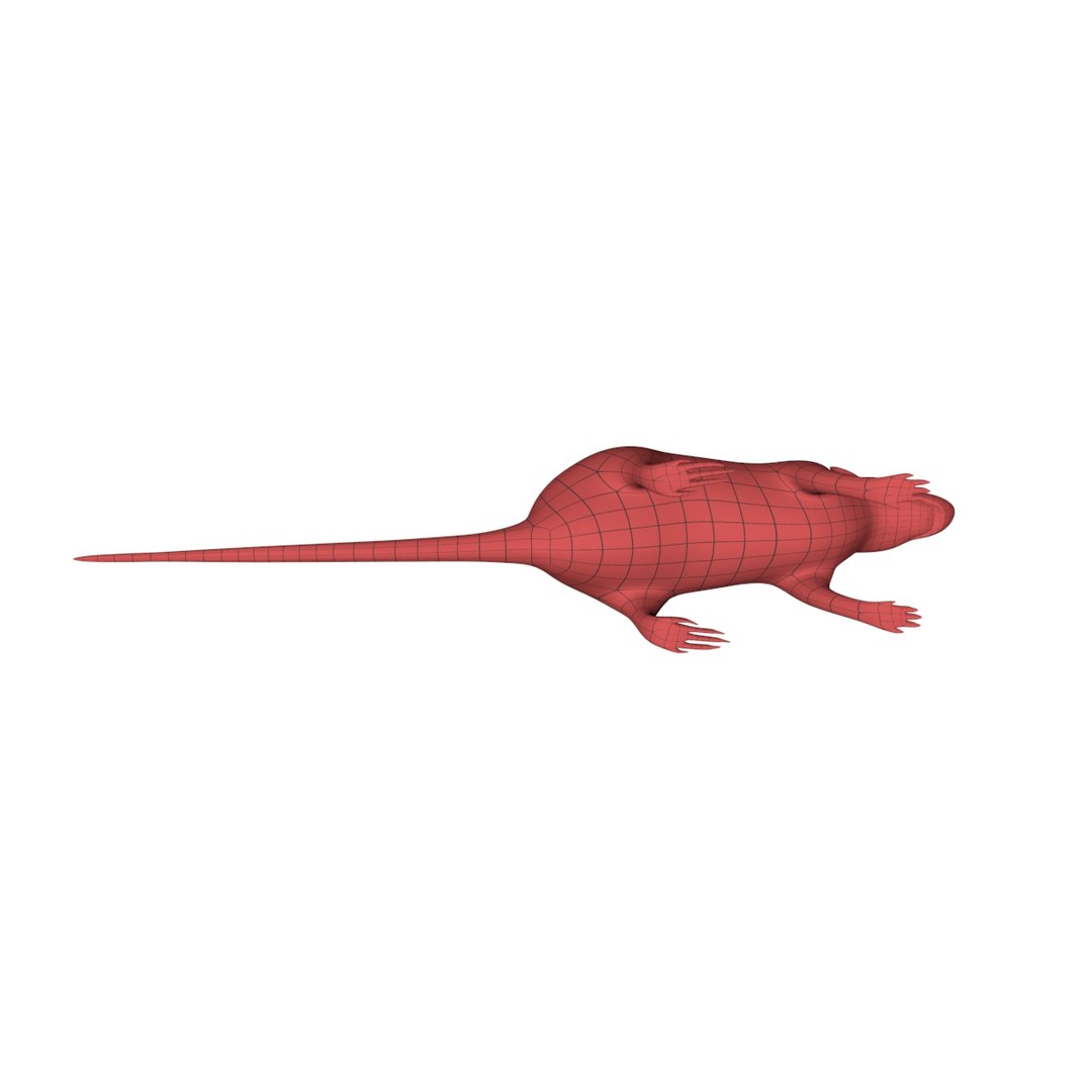 3d Model Of Base Mesh Rat Mouse