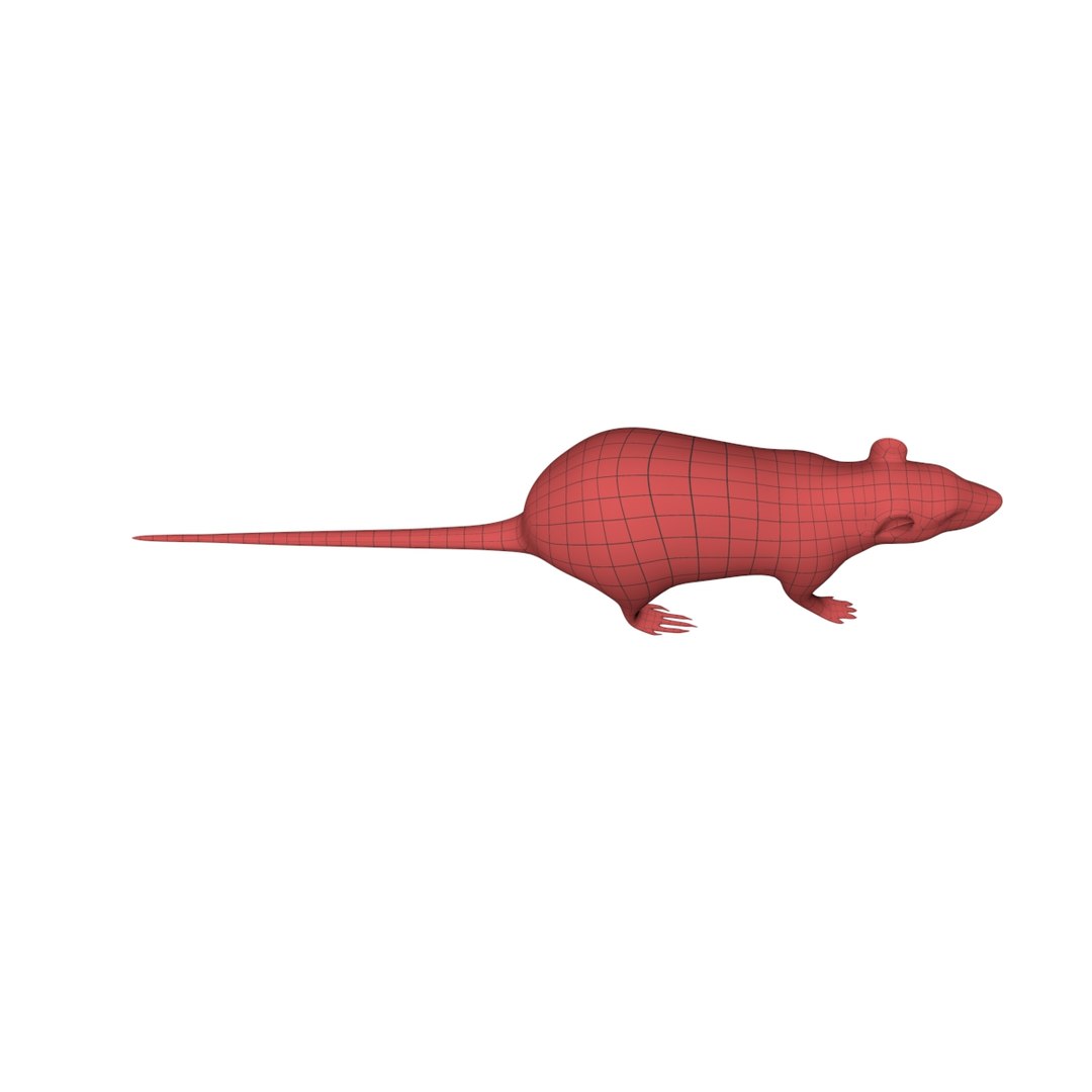 3d Model Of Base Mesh Rat Mouse