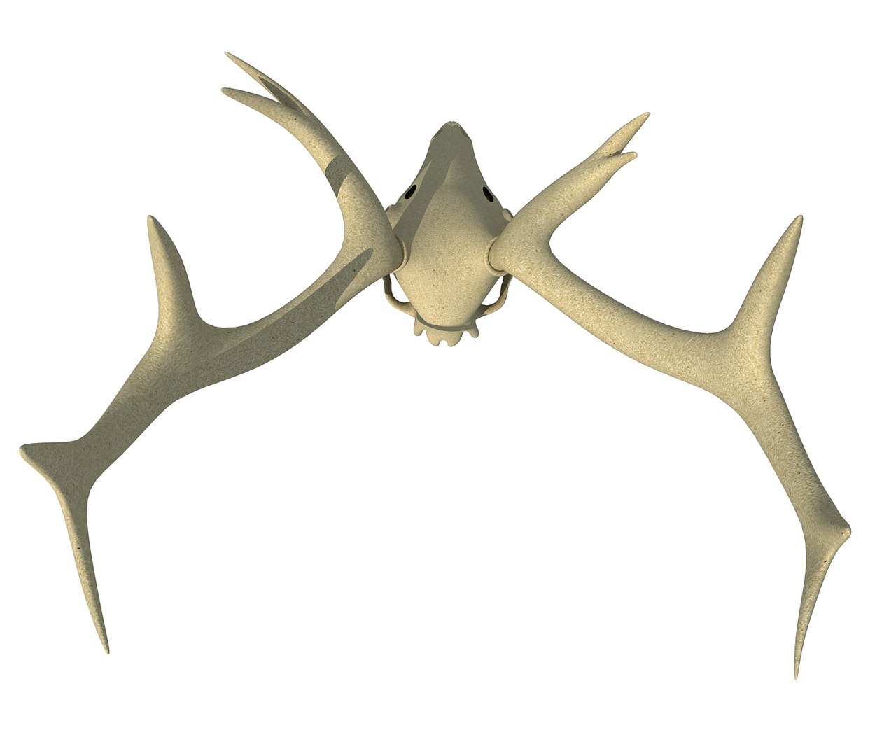 Deer Skull Model - TurboSquid 1177726
