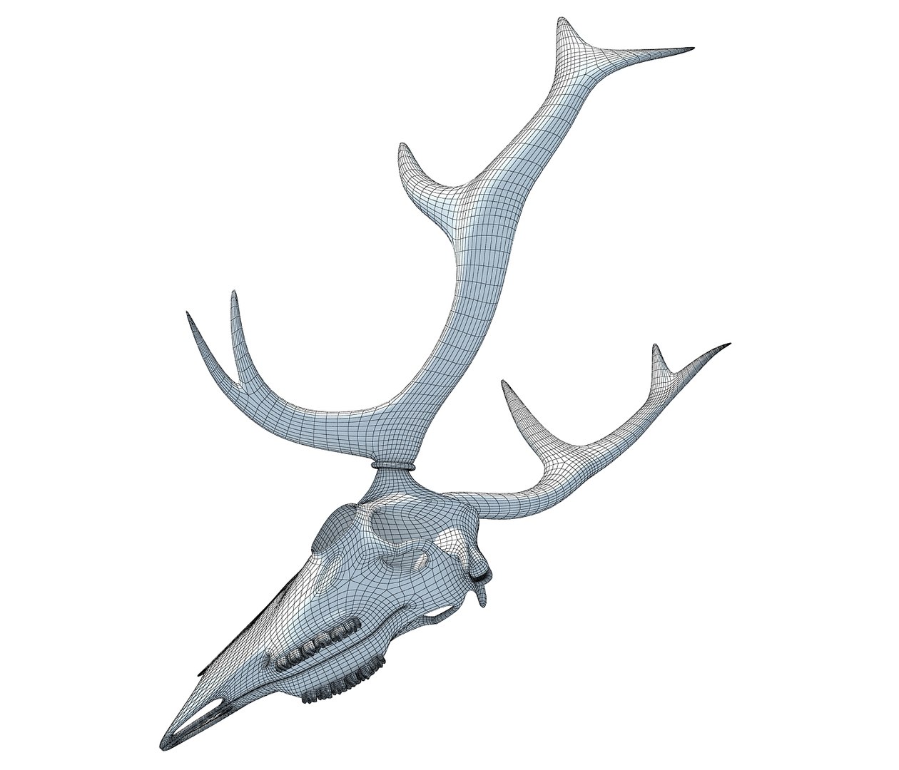 Deer Skull Model - TurboSquid 1177726