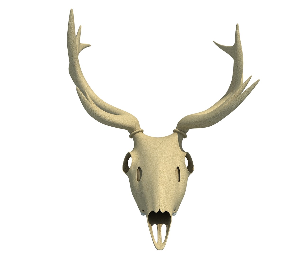 Deer Skull Model - TurboSquid 1177726