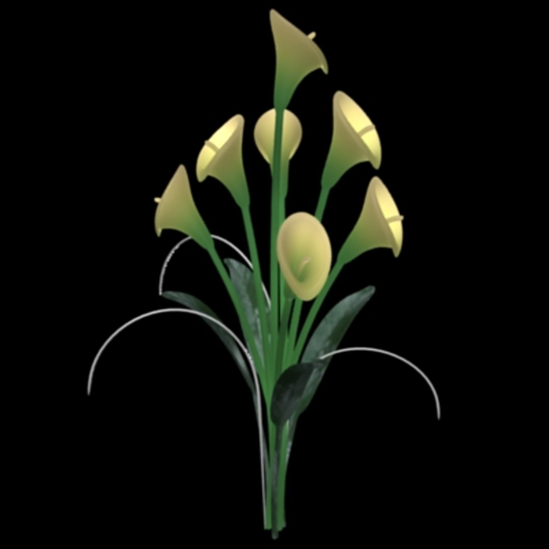 3d Model Calla Lily