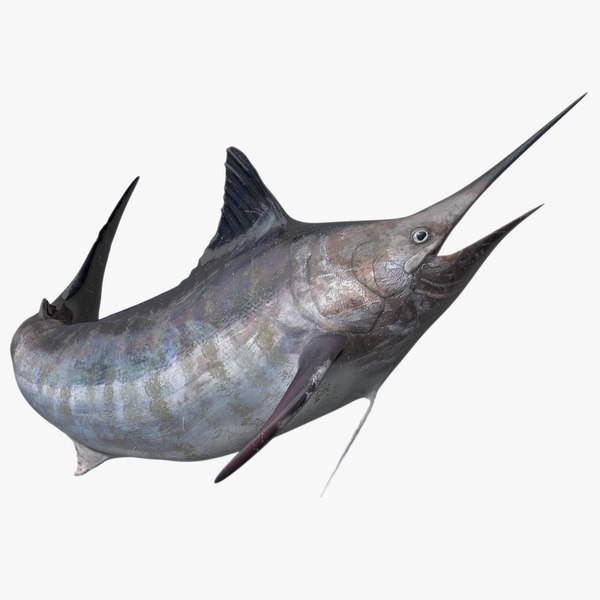 modelo 3d Marlin aparejado L1586 - TurboSquid 1825230