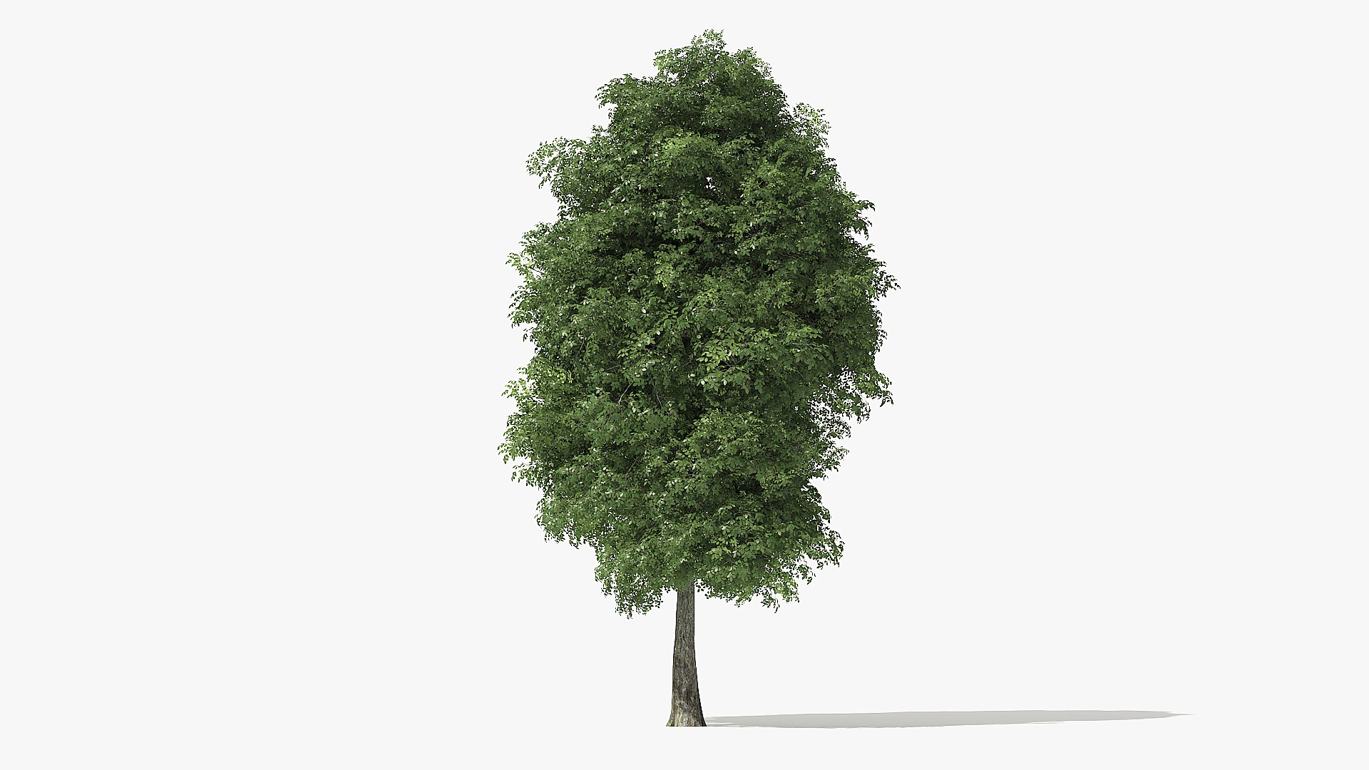 3D Tree Rock Elm - TurboSquid 1464543