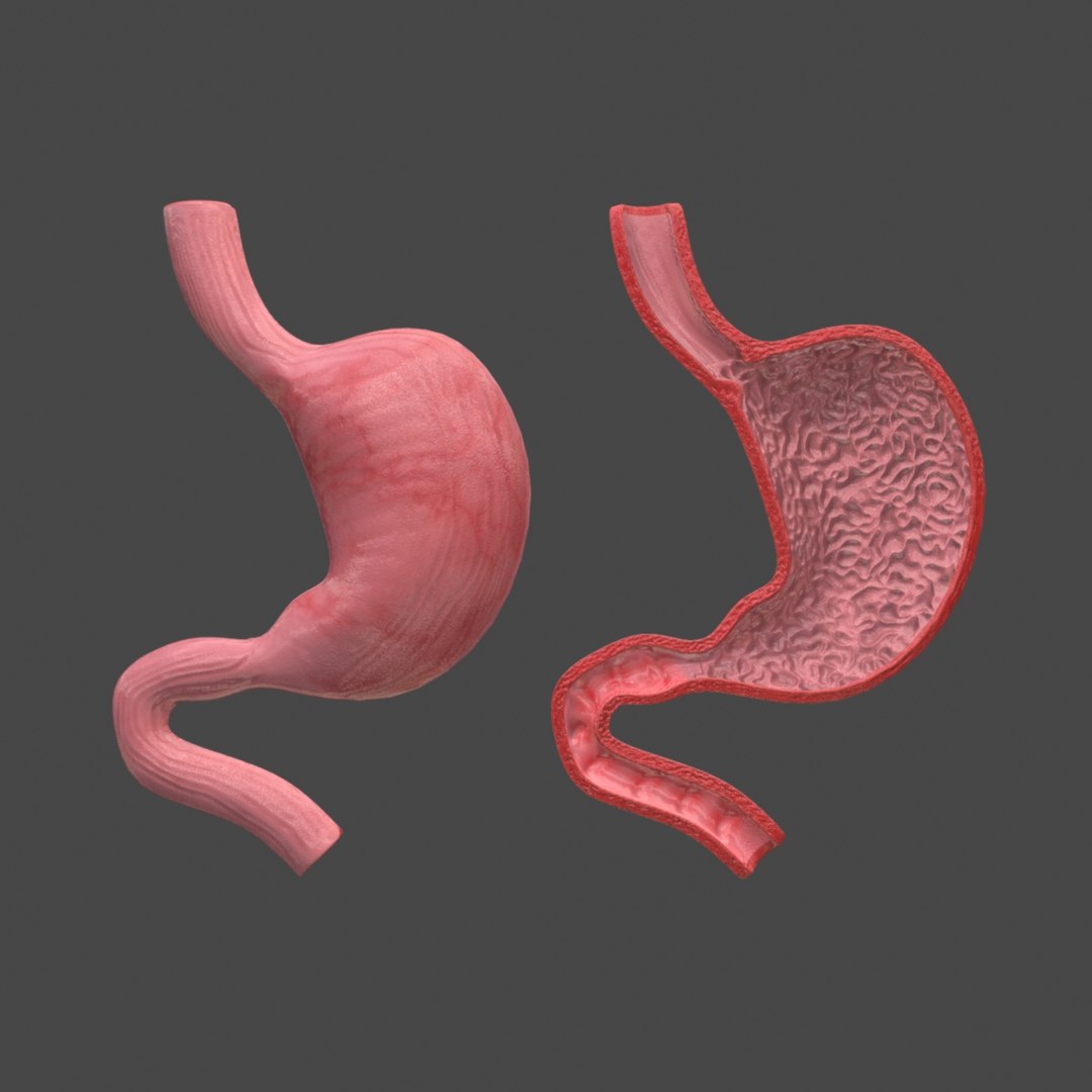 Stomach And Stomach Section Anatomy 3D - TurboSquid 2042206