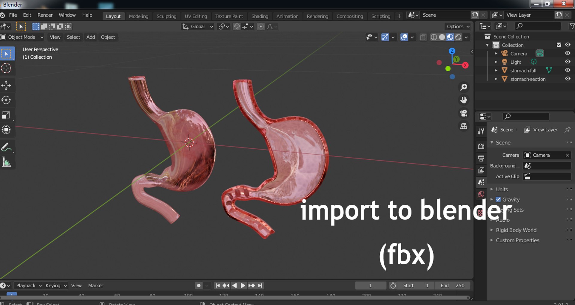 Stomach And Stomach Section Anatomy 3D - TurboSquid 2042206
