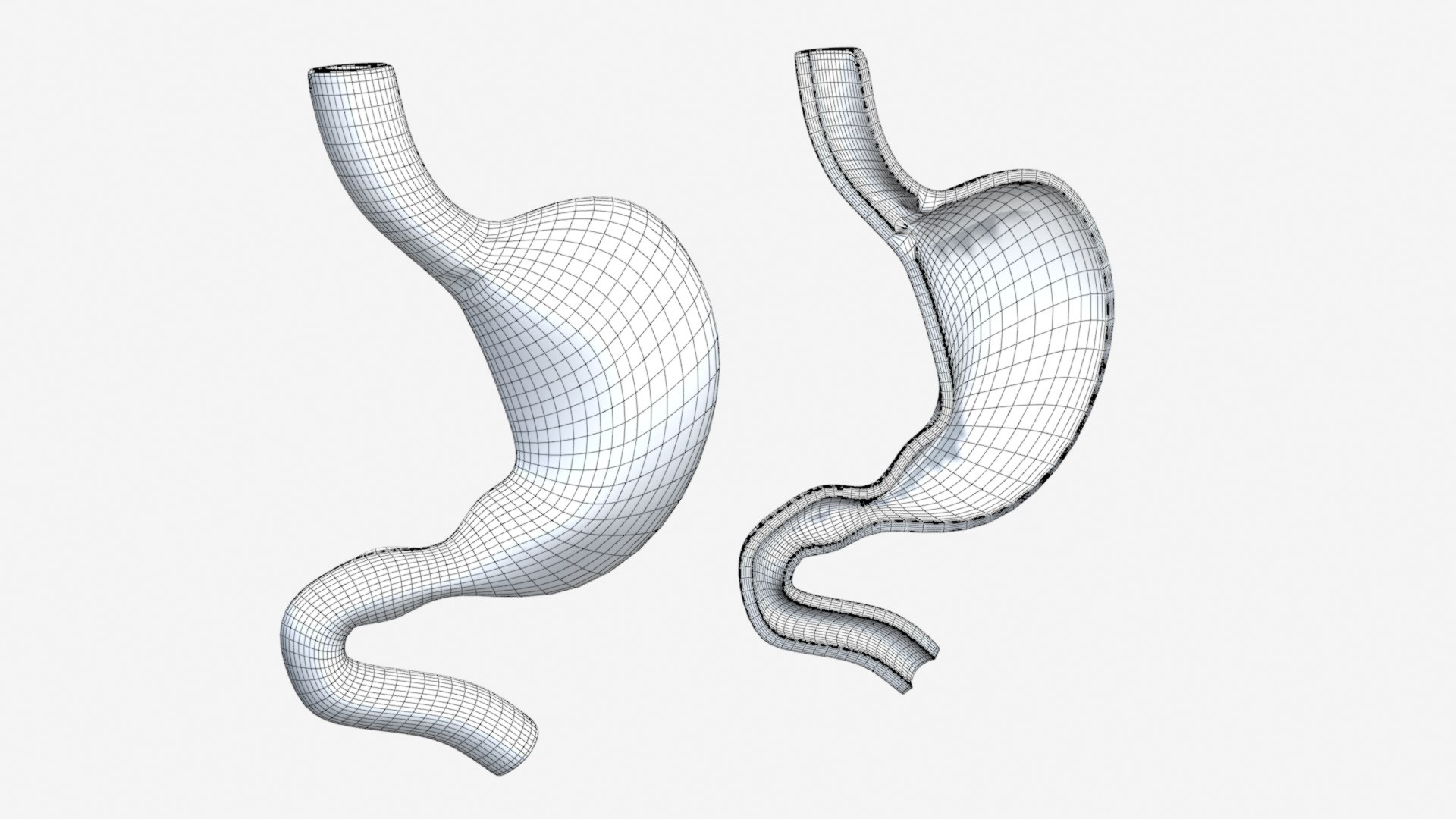Stomach And Stomach Section Anatomy 3D - TurboSquid 2042206