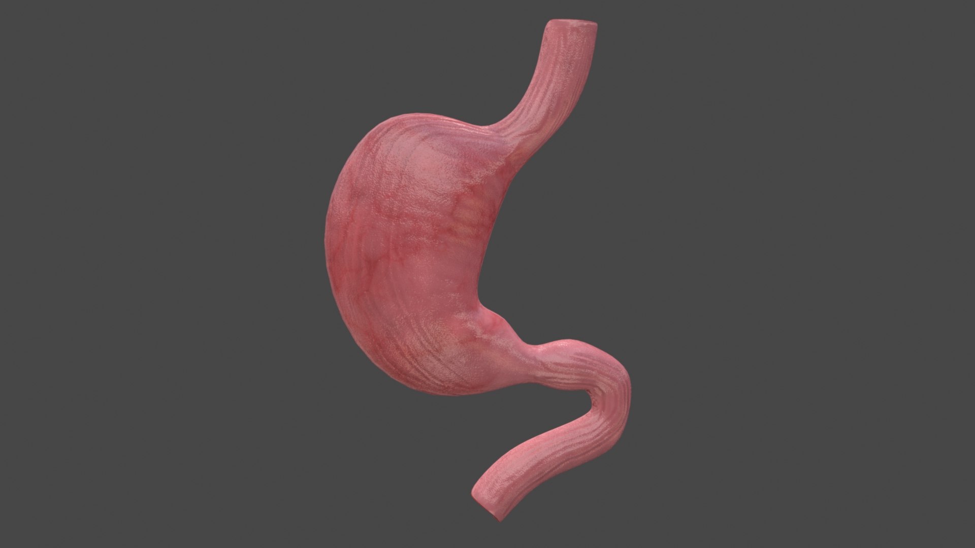 Stomach And Stomach Section Anatomy 3D - TurboSquid 2042206