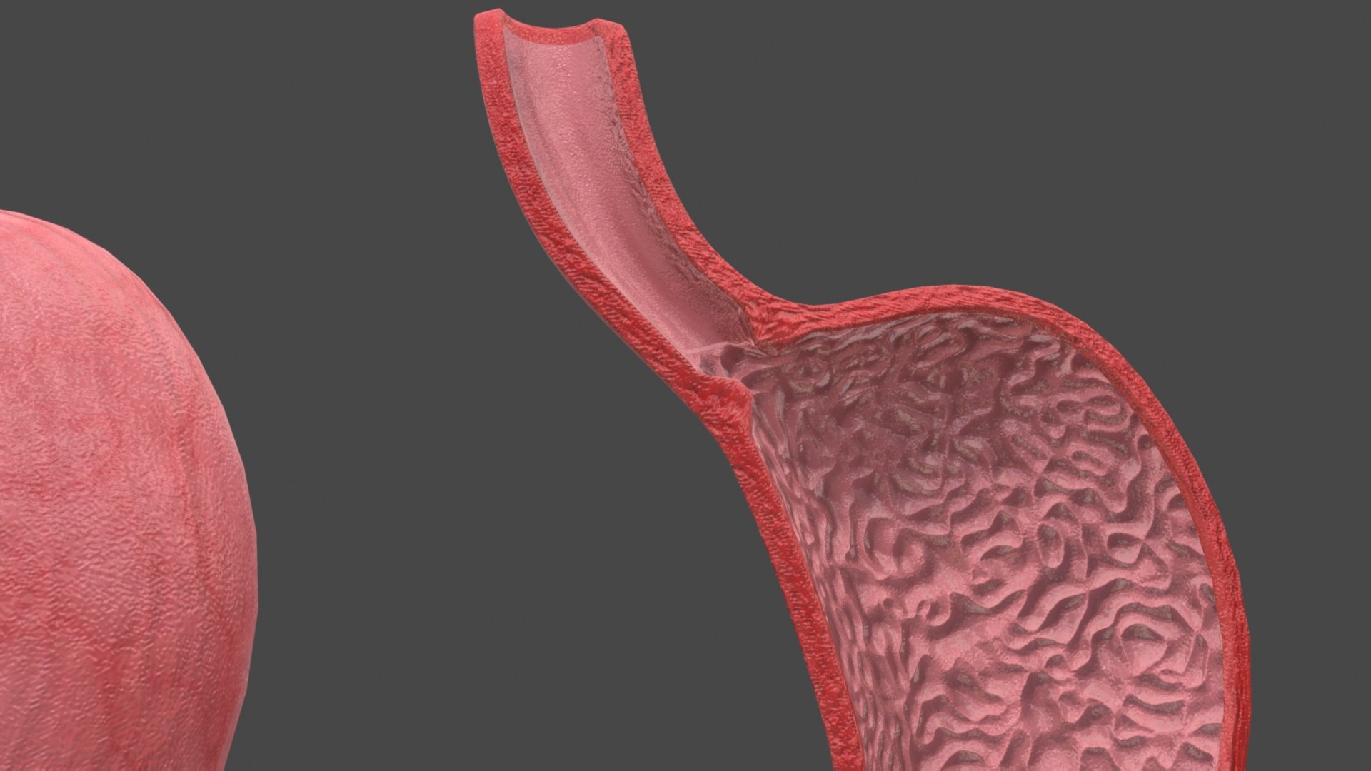 Stomach And Stomach Section Anatomy 3D - TurboSquid 2042206