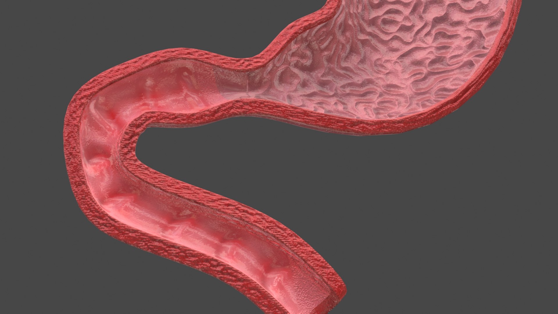 Stomach And Stomach Section Anatomy 3D - TurboSquid 2042206