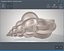 Wentletrap Seashell 3D Model - TurboSquid 1316549