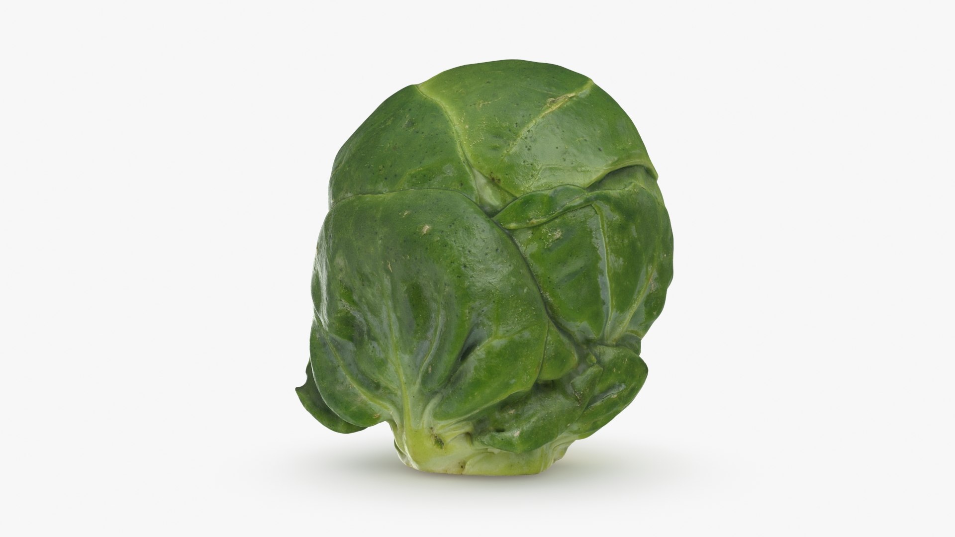 3D Brussels Sprout 06 Model - TurboSquid 2326742