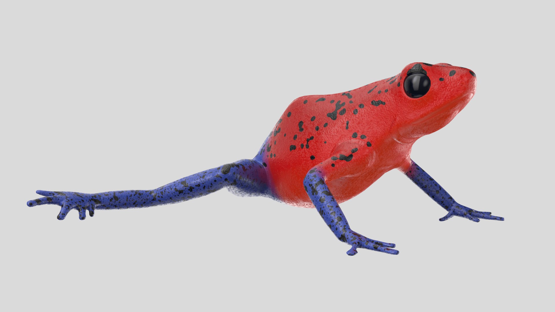 Strawberry Poison Dart Frog 3D Model - TurboSquid 1376188