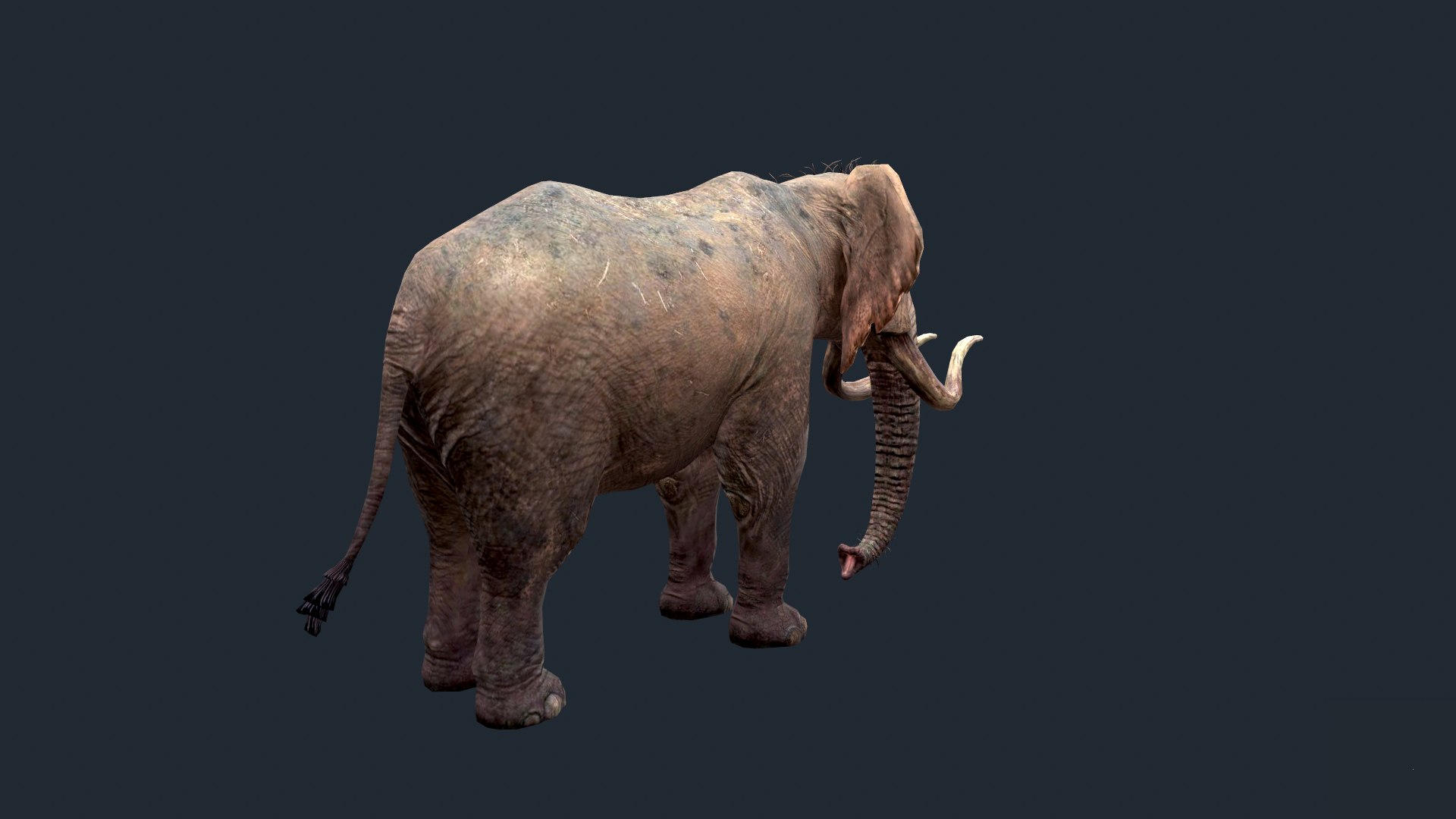 Elephant Model - TurboSquid 1996379