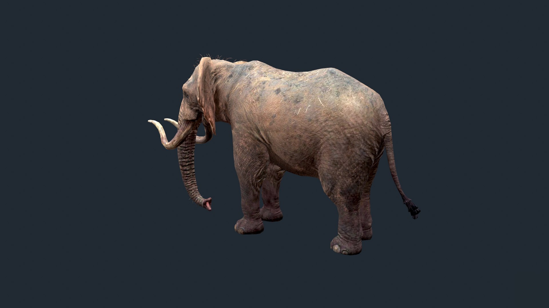 Elephant Model - TurboSquid 1996379