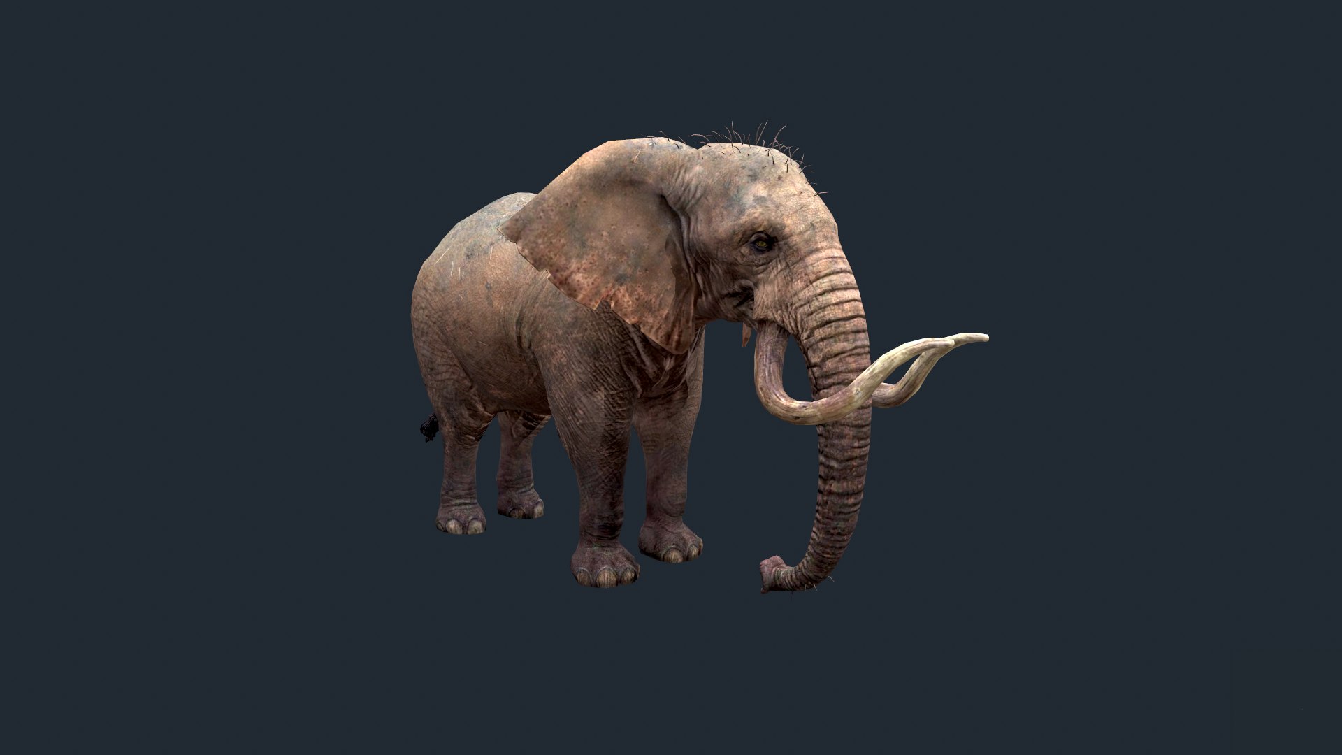 Elephant Model - TurboSquid 1996379