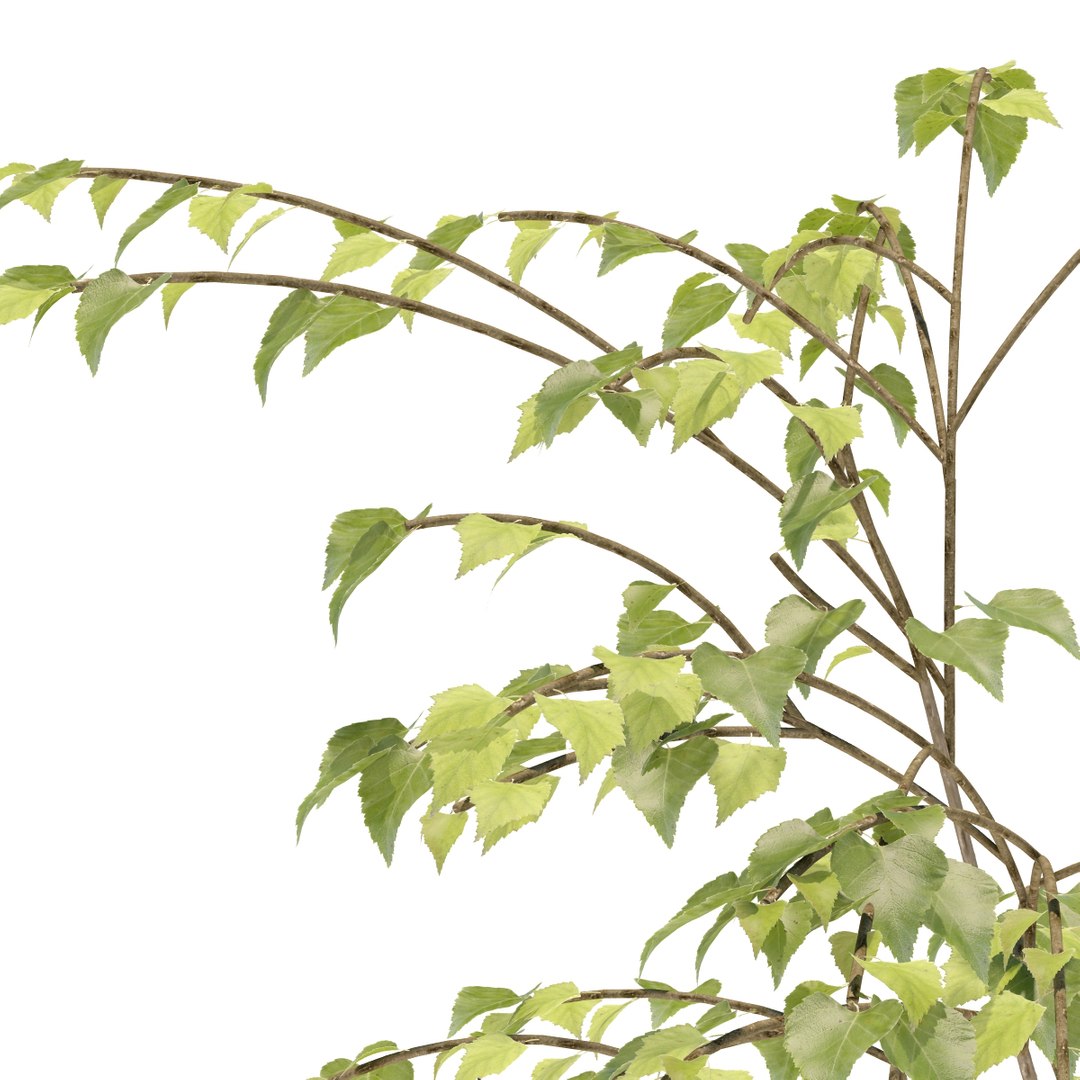 Birch