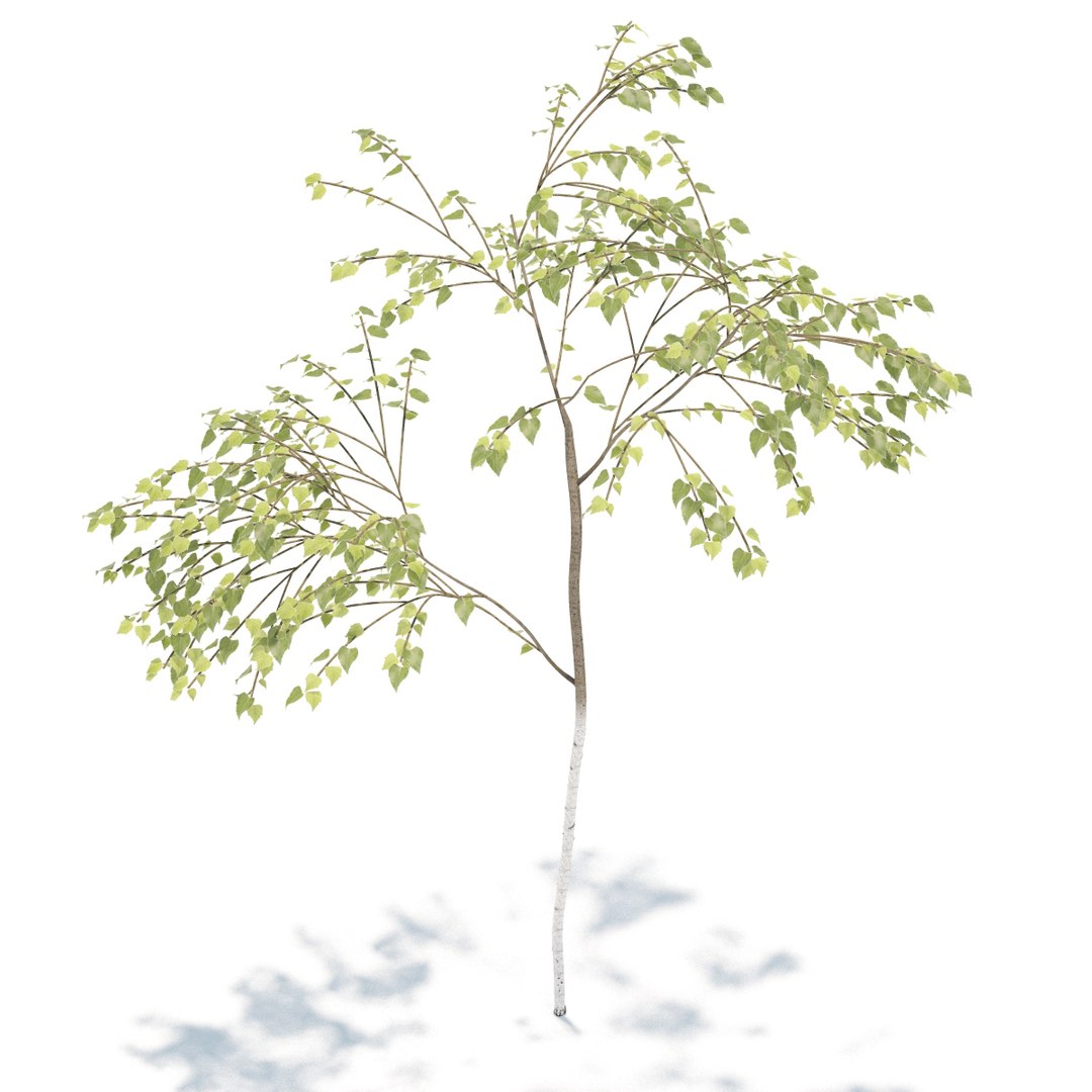 Birch