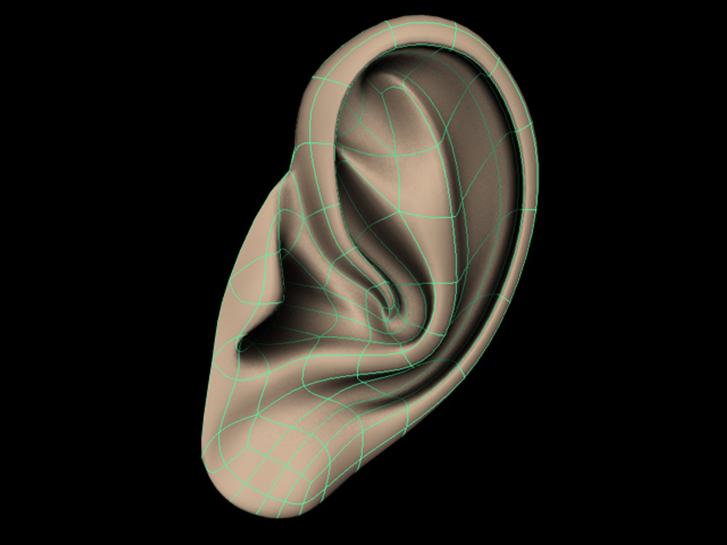 3d Model Ear