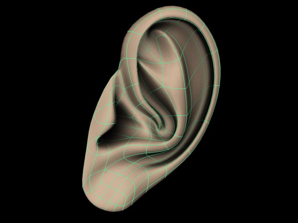 3d model ear