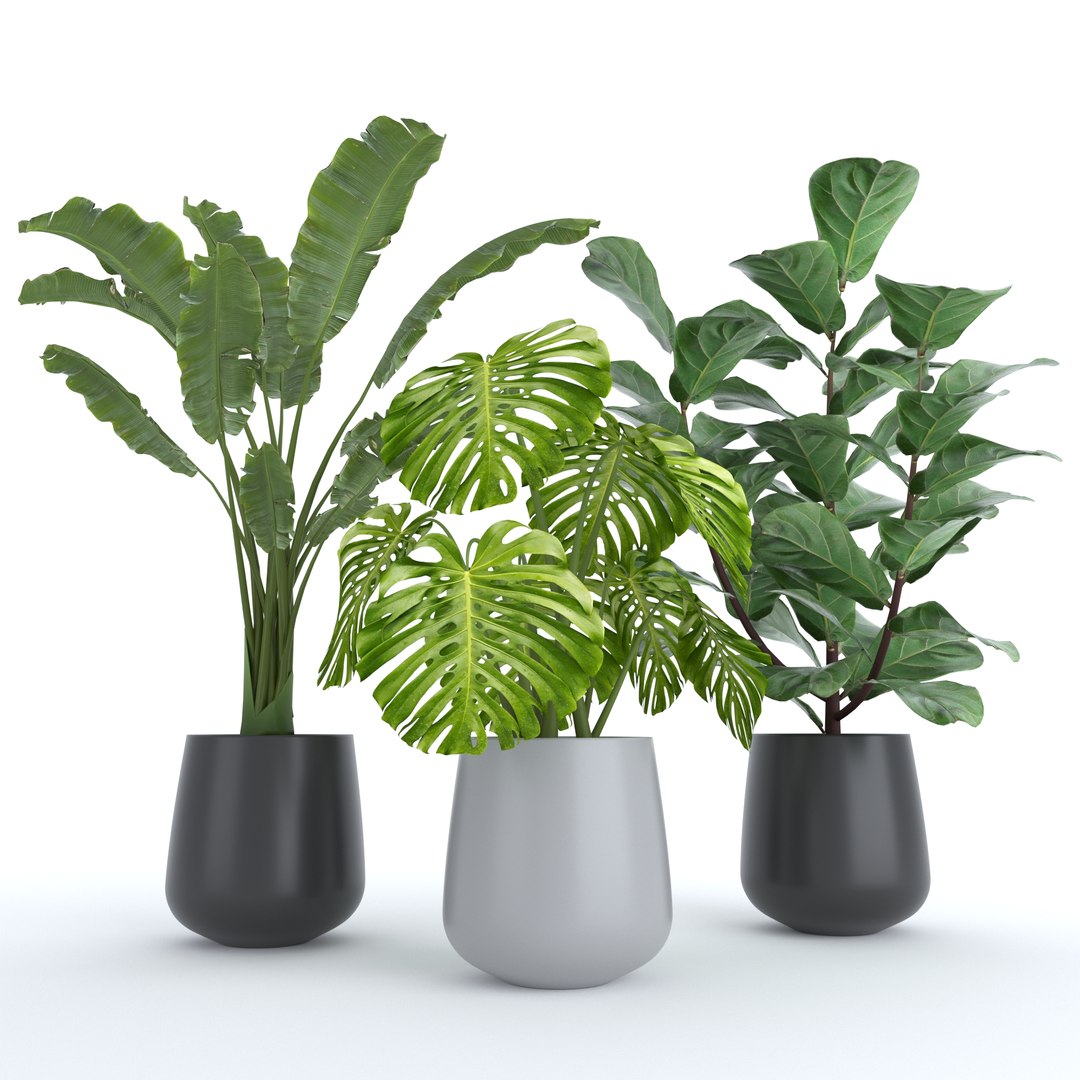 3D Set Plants - TurboSquid 1534386