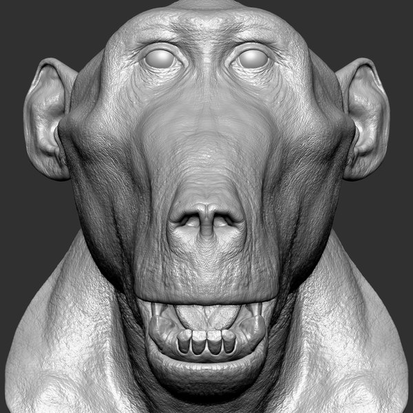 Baboon 3D Models for Download | TurboSquid