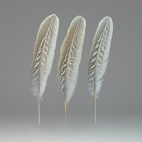 3D Feather Models | TurboSquid