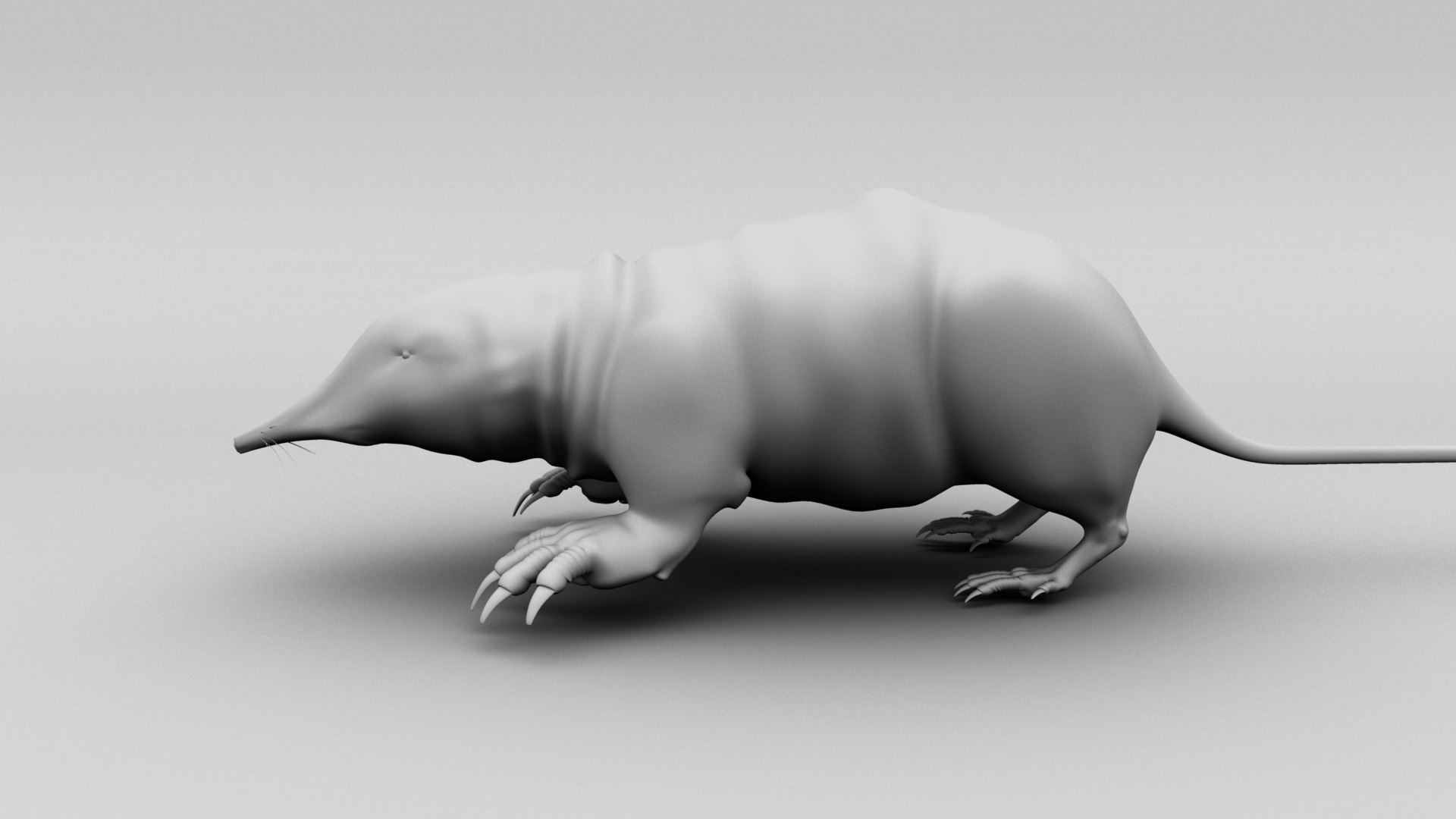 Mole 3D - TurboSquid 1749148