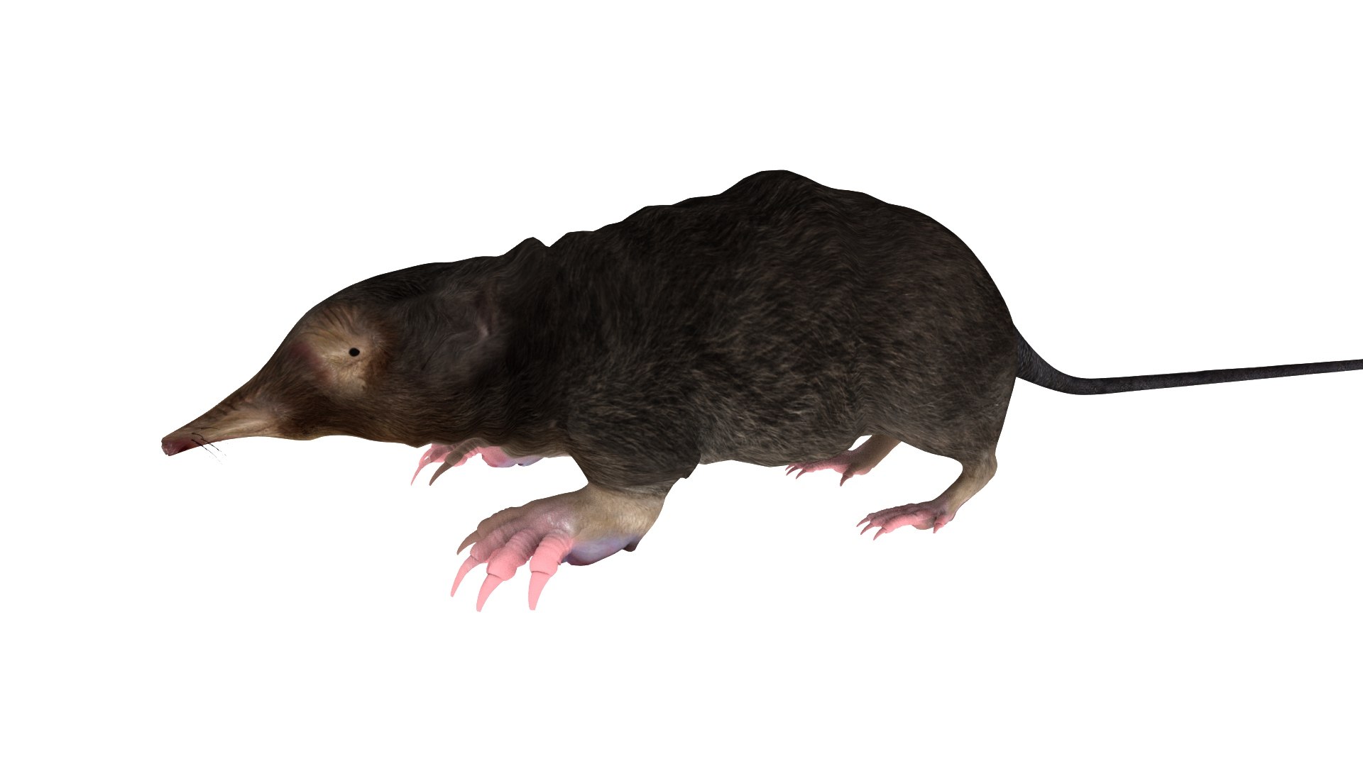 Mole 3D - TurboSquid 1749148