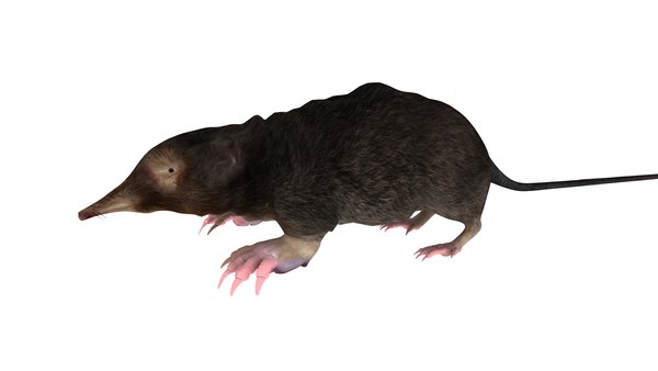 Mole 3D - TurboSquid 1749148