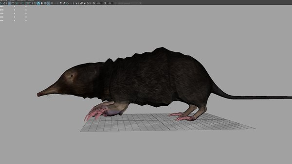 Mole 3D - TurboSquid 1749148