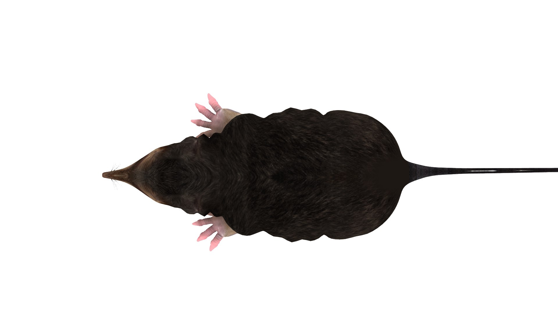 Mole 3D - TurboSquid 1749148