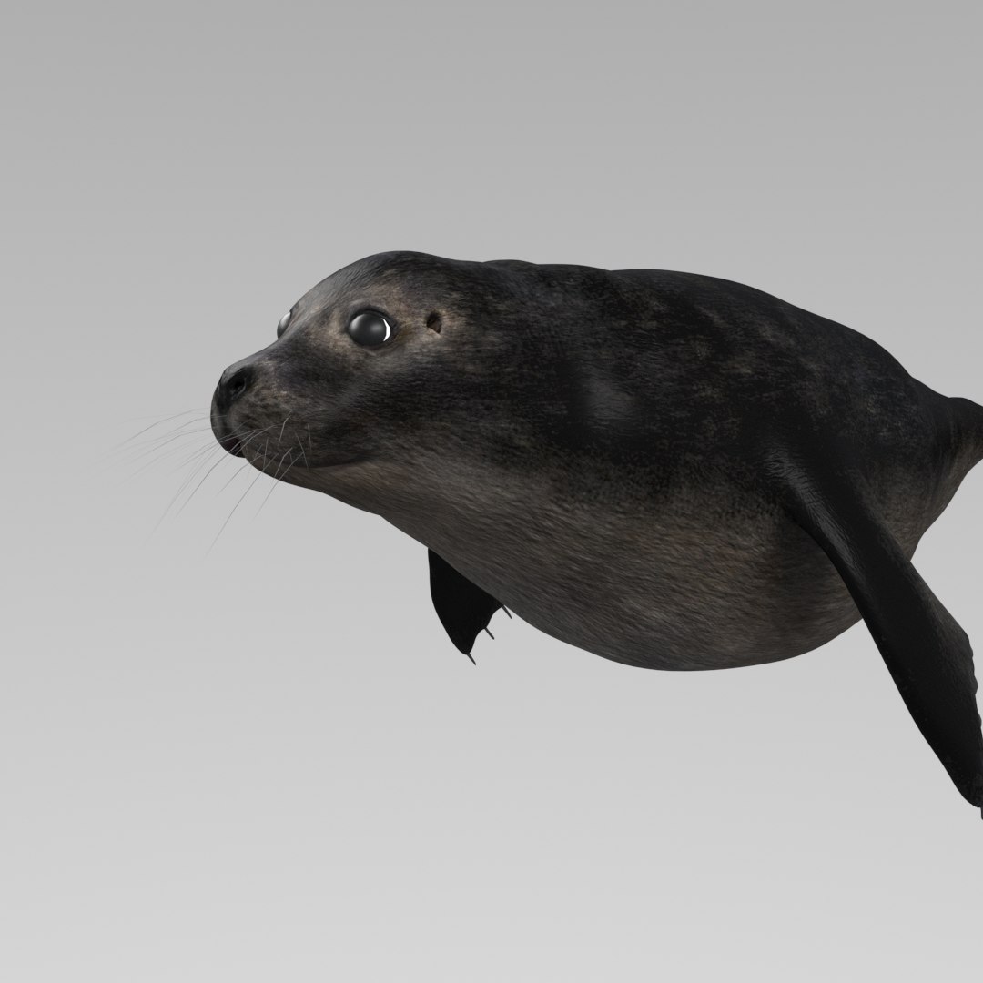 Seal Animation Rigging 3D Model - TurboSquid 1543688