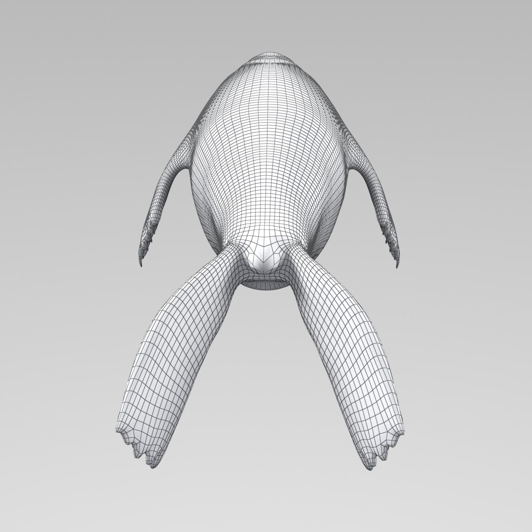 Seal Animation Rigging 3D Model - TurboSquid 1543688