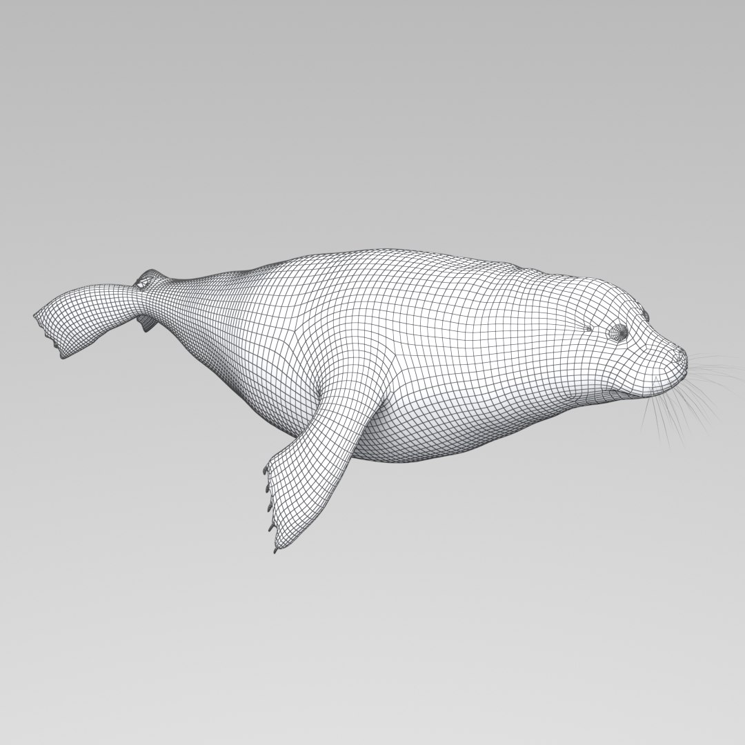 Seal Animation Rigging 3D Model - TurboSquid 1543688