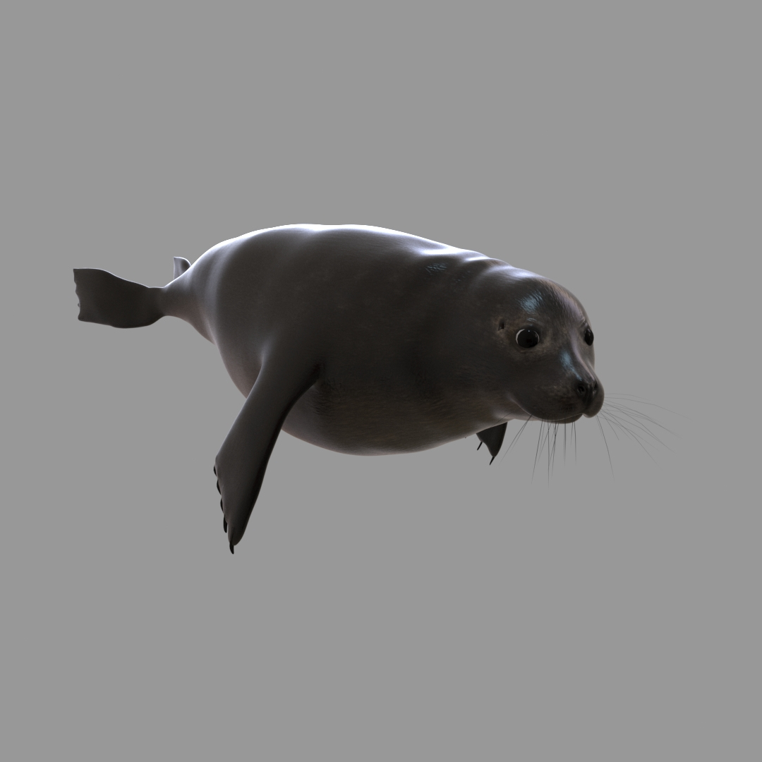 Seal Animation Rigging 3D Model - TurboSquid 1543688