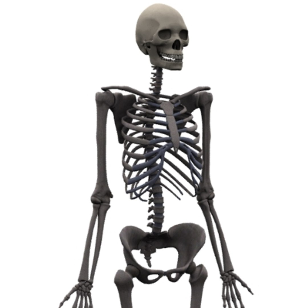 3ds male female skeletons