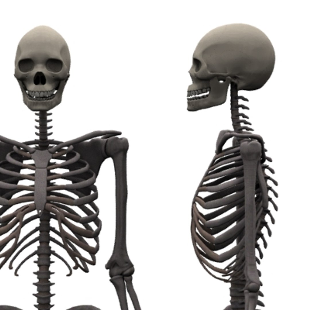 3ds male female skeletons