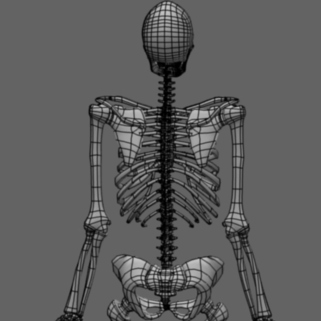 3ds male female skeletons