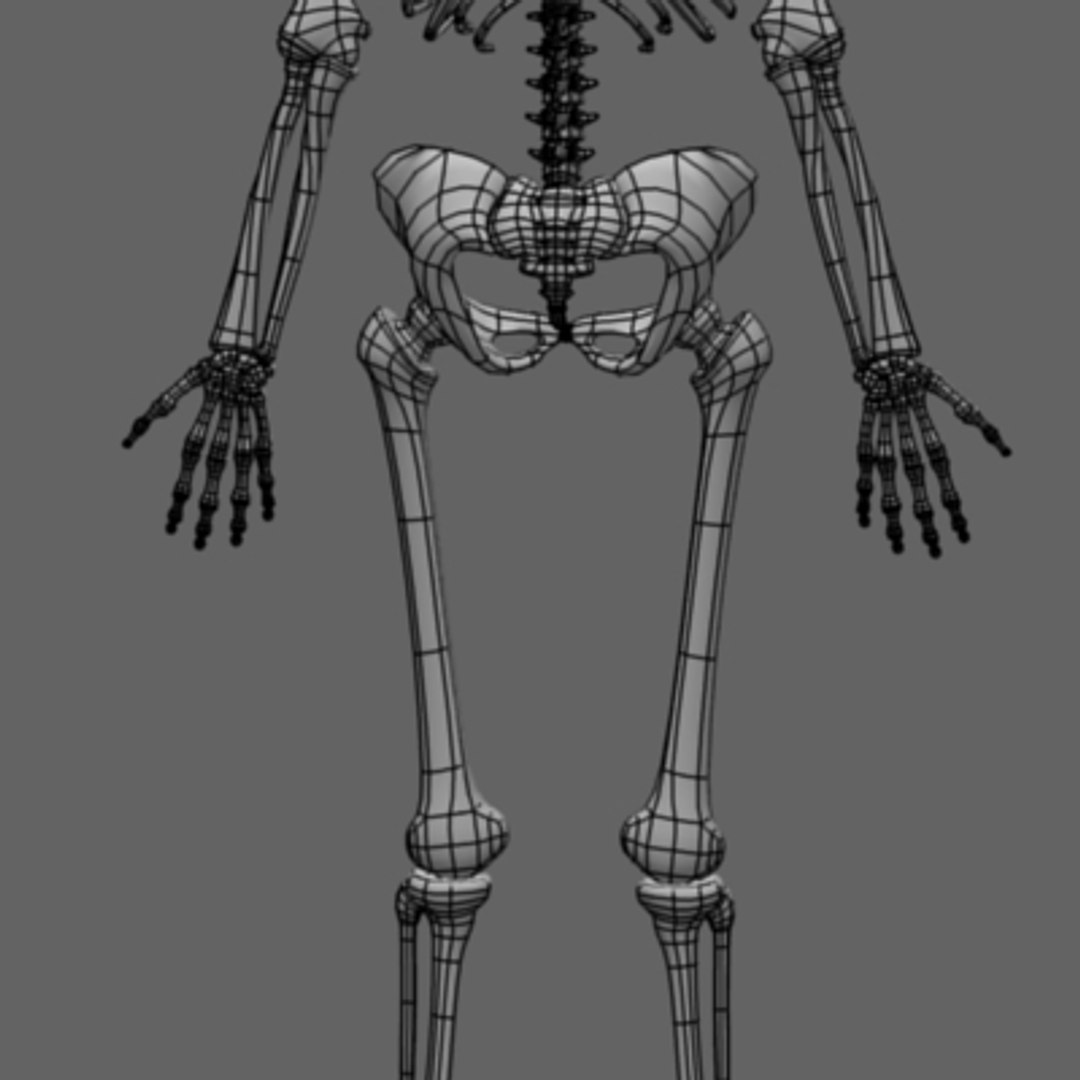 3ds male female skeletons