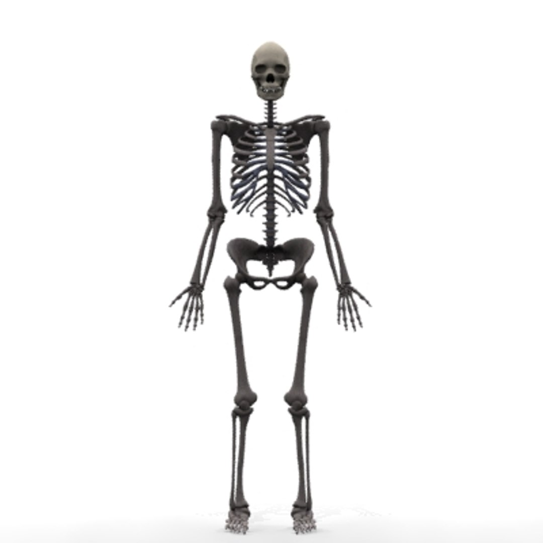 3ds male female skeletons