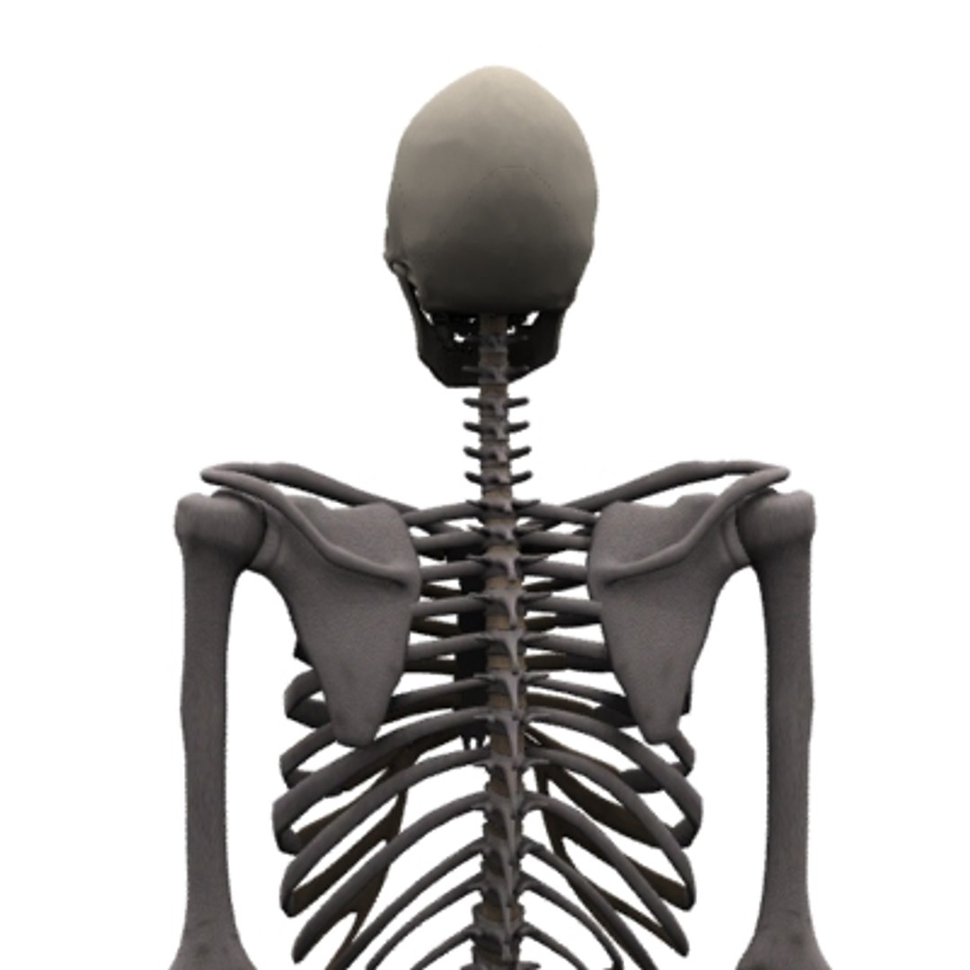 3ds male female skeletons